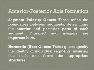 Axes and pattern formation in drosophila.pptx