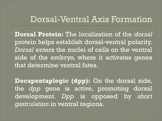 Axes and pattern formation in drosophila.pptx