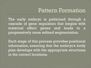 Axes and pattern formation in drosophila.pptx
