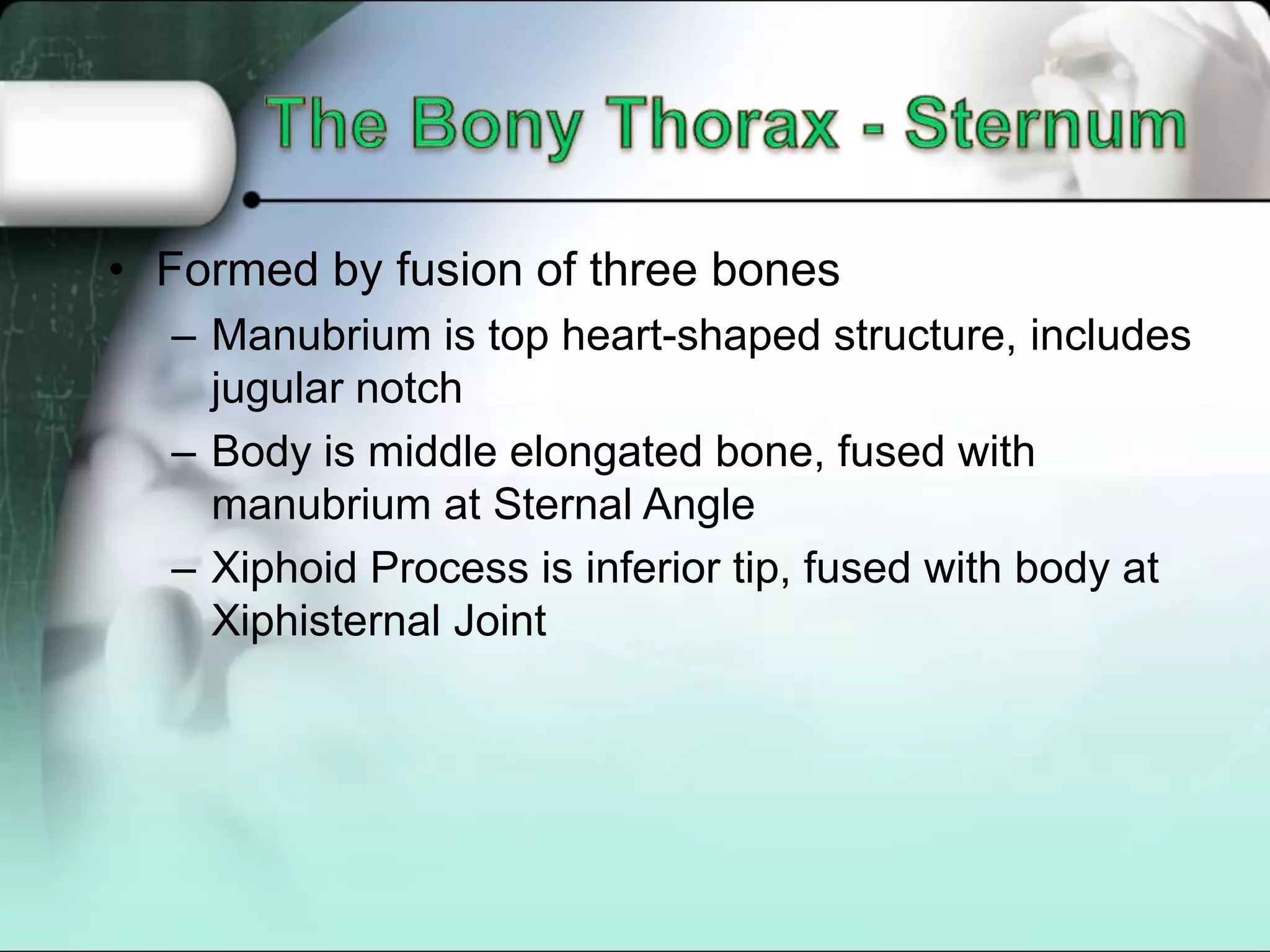 Axial Thorax | PPTX