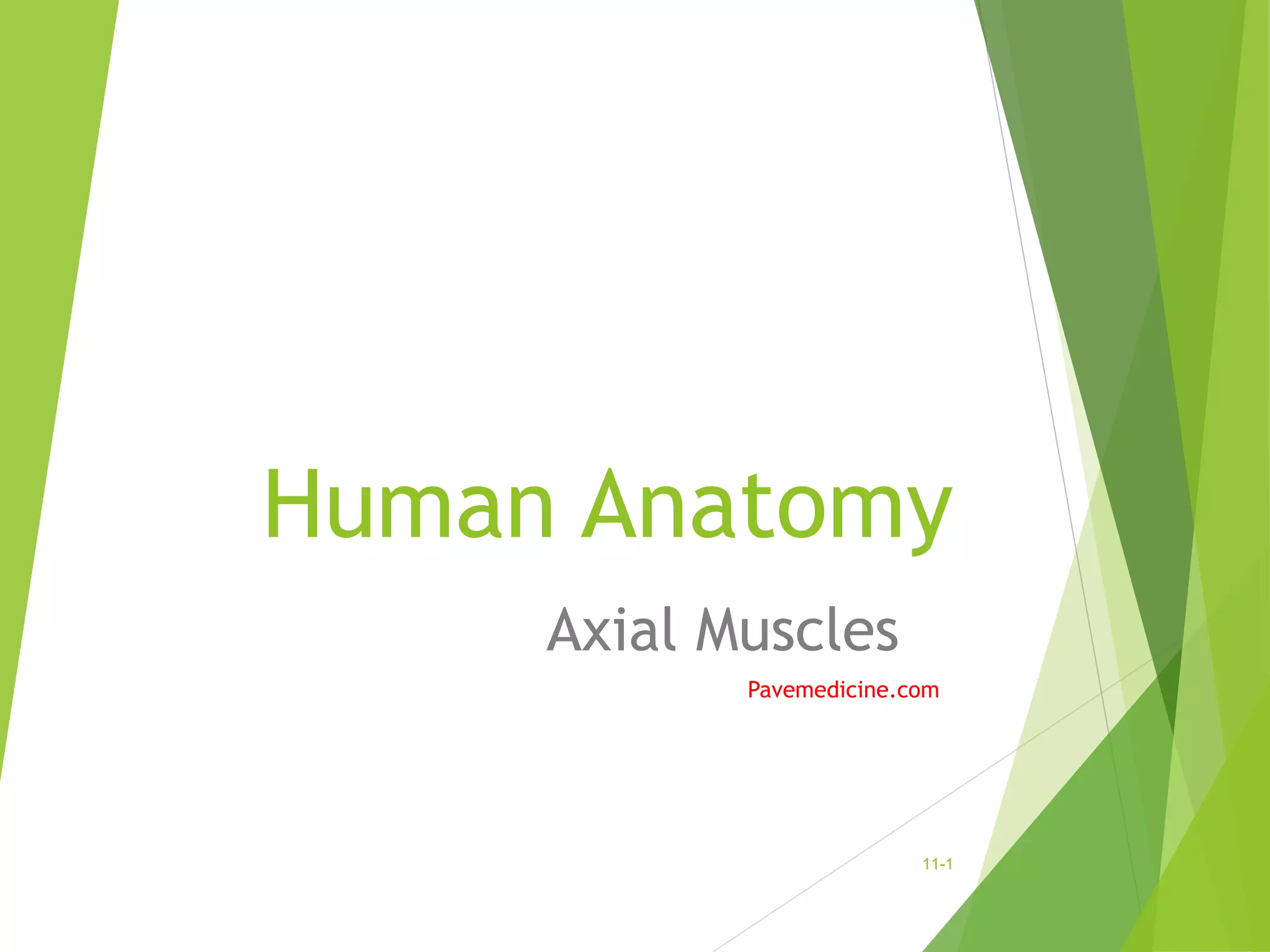 Axial muscles | PPT