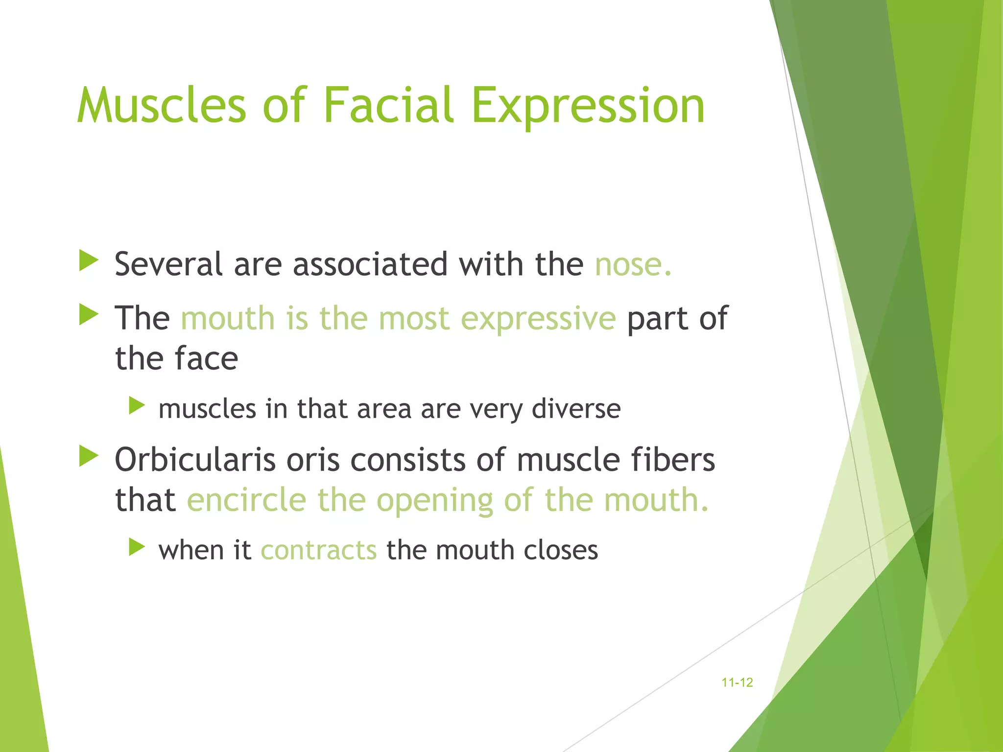 Axial muscles | PPT