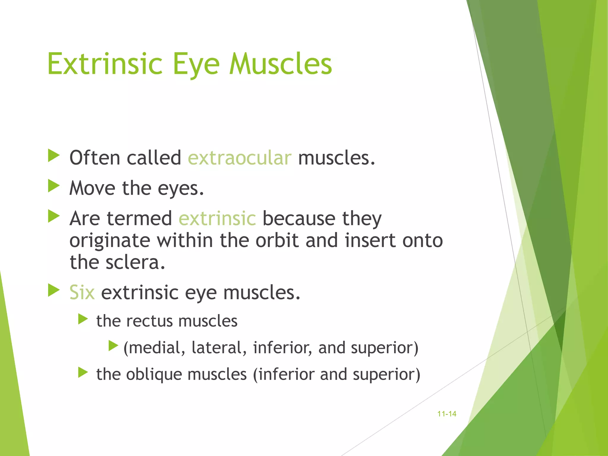 Axial muscles | PPT