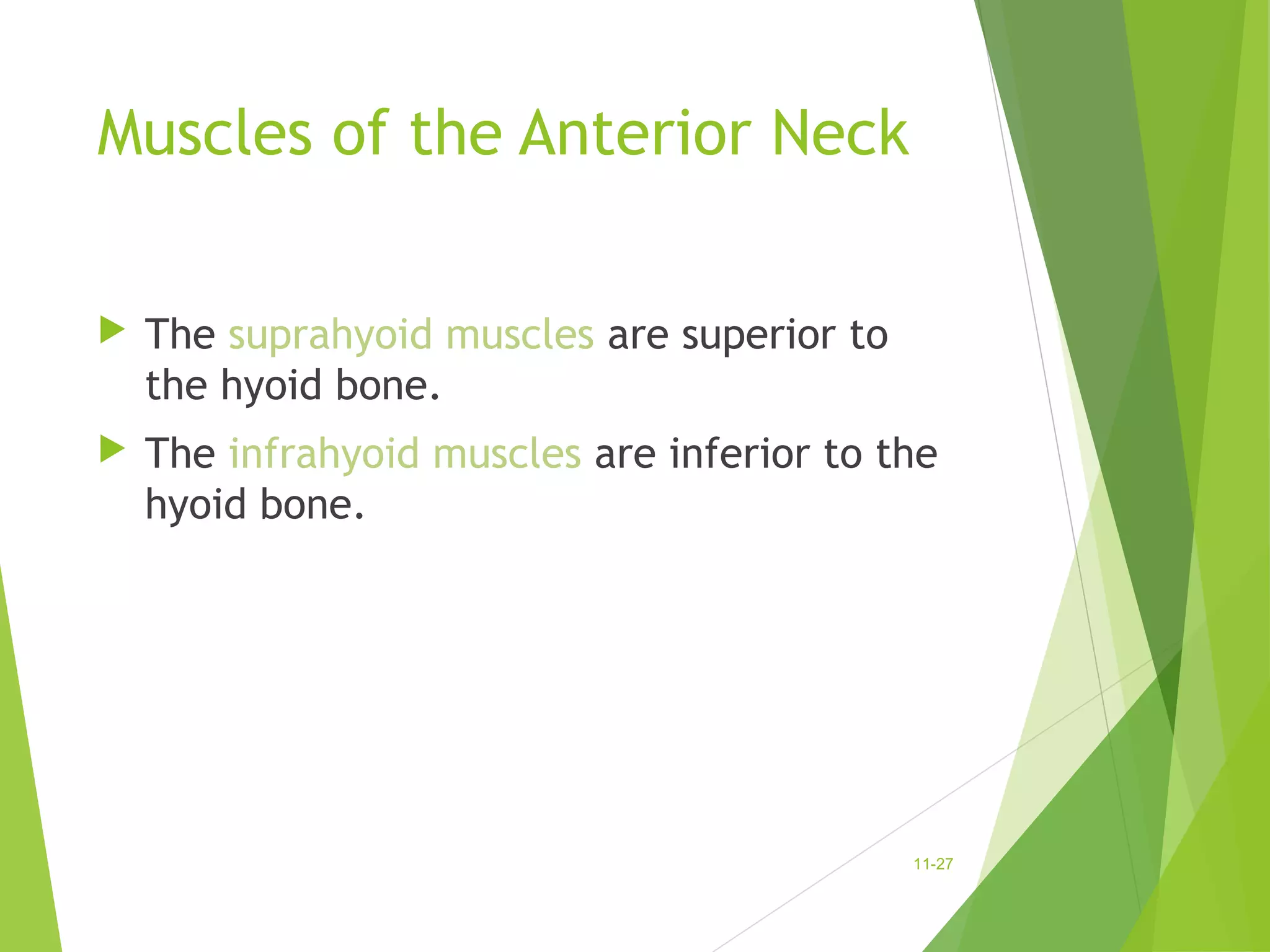Axial muscles | PPT