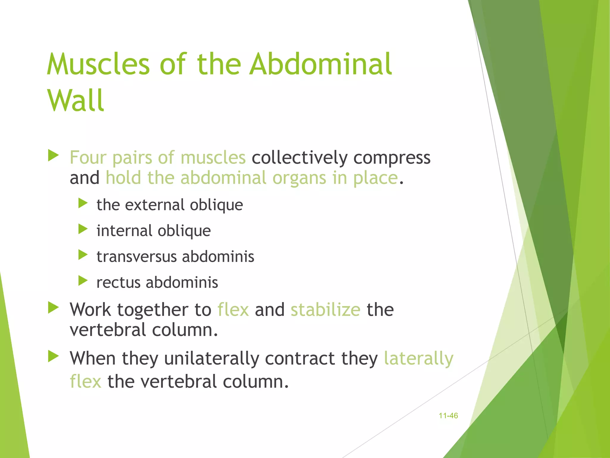 Axial muscles | PPT