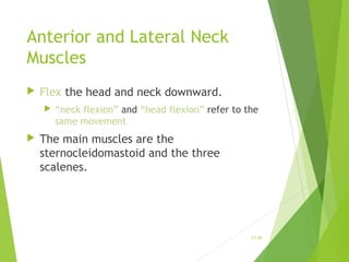 Axial muscles | PPT