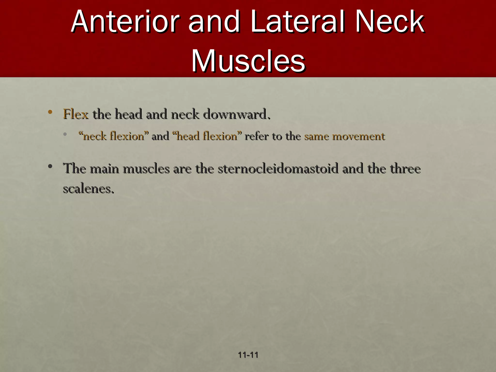 Axial Muscles | PPT