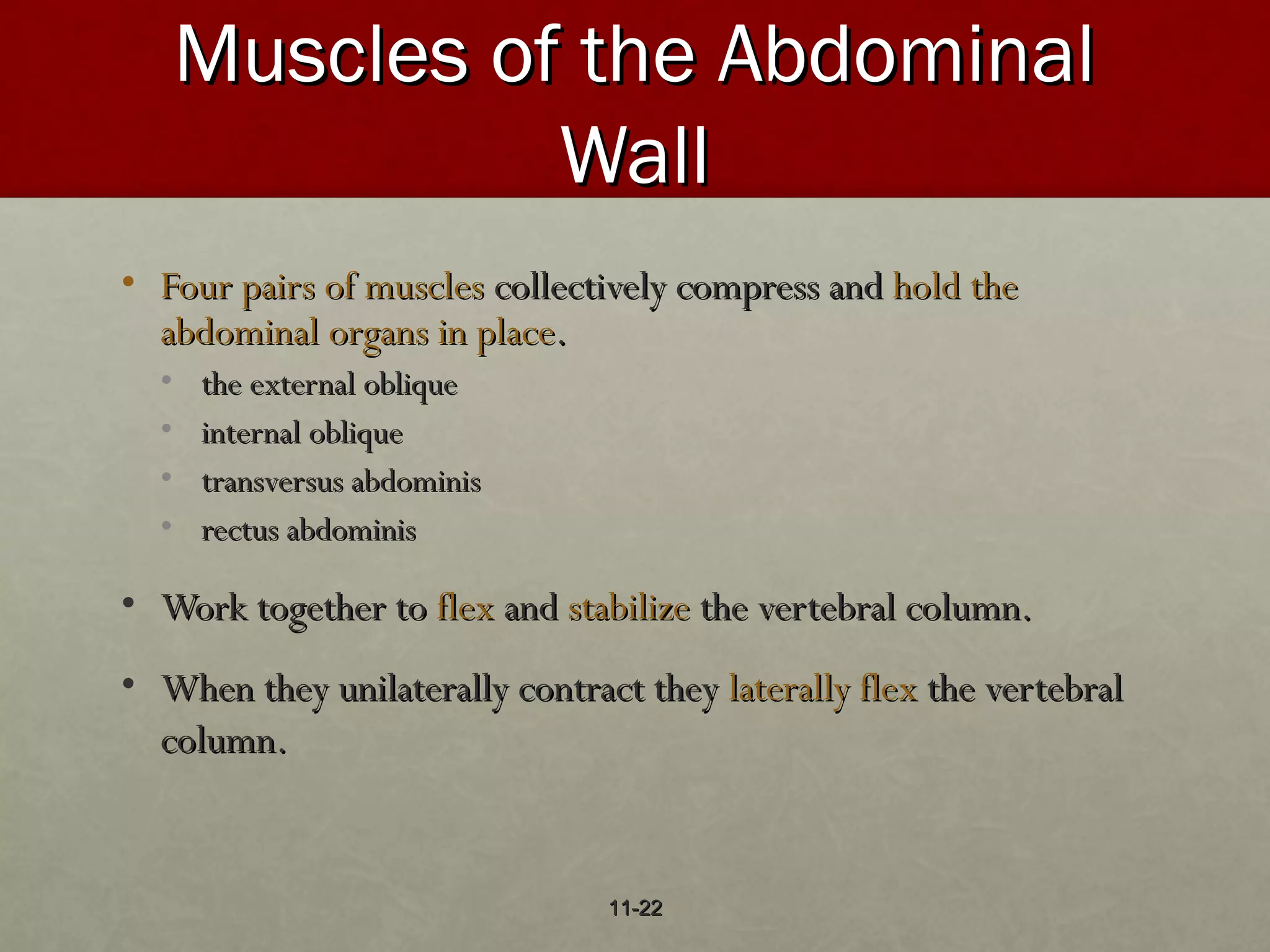 Axial Muscles | PPT