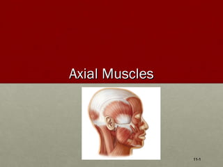 Axial Muscles | PPT