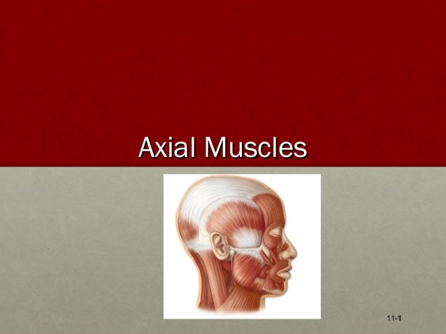 Axial Muscles