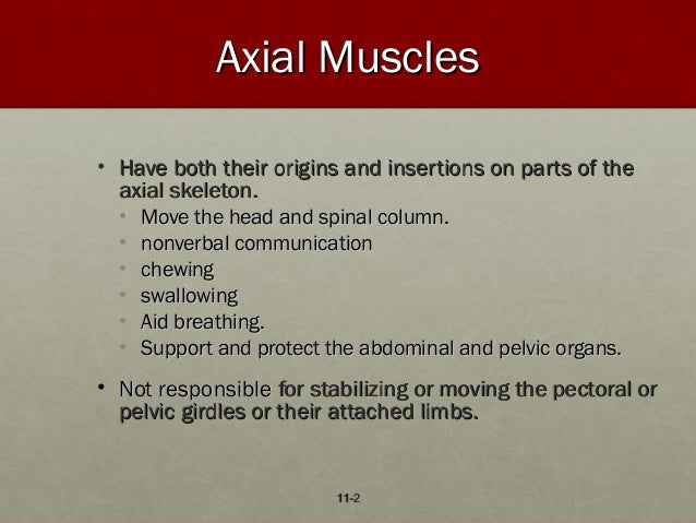 Axial Definition Anatomy