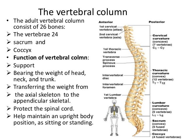 The Vertebral Column Axial Skeleton Axial Skeleton