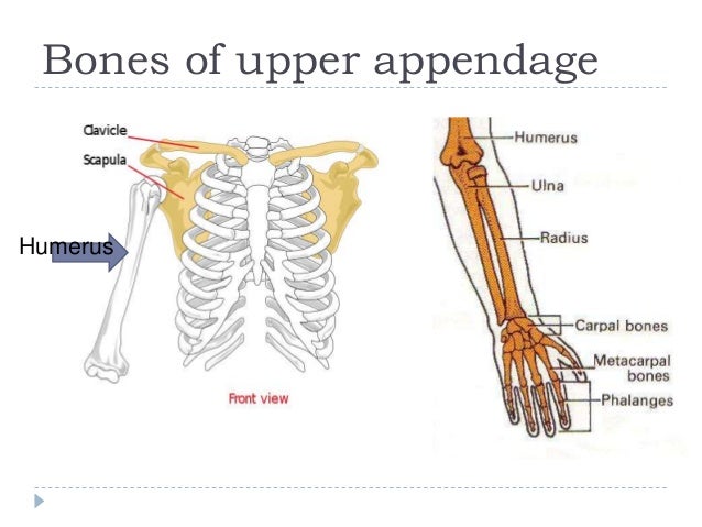 Axial skeleton