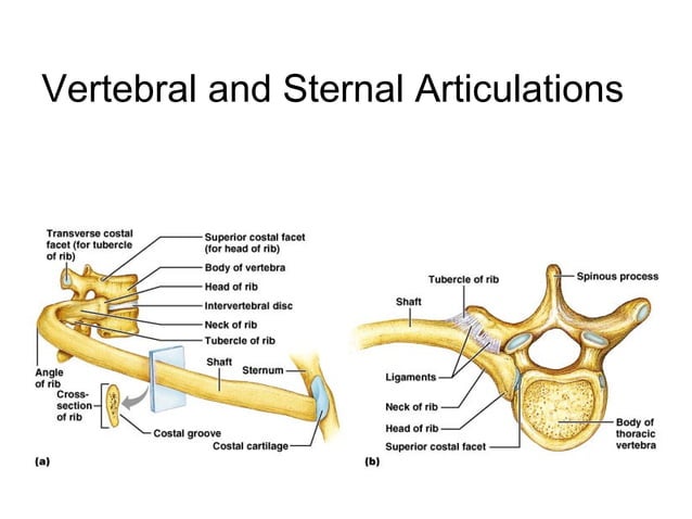 Axial skeleton