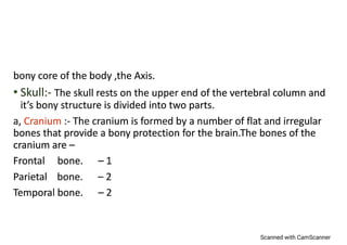 Axial skeleton | PDF | Biological Sciences | Science