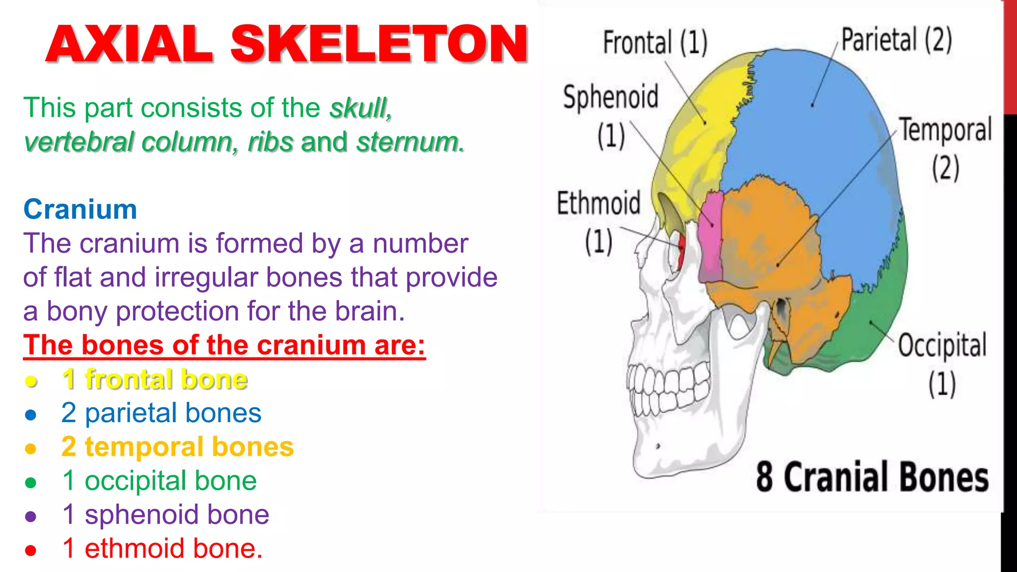 Axial skeleton ANATOMY AND PHYSIOLOGY | PPTX