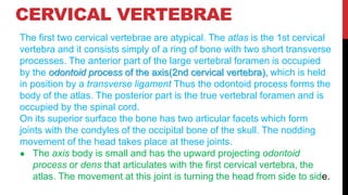 Axial skeleton ANATOMY AND PHYSIOLOGY | PPTX