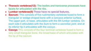 Axial skeleton ANATOMY AND PHYSIOLOGY | PPTX