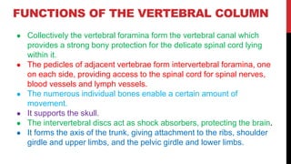 Axial skeleton ANATOMY AND PHYSIOLOGY | PPTX
