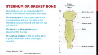 Axial skeleton ANATOMY AND PHYSIOLOGY | PPTX