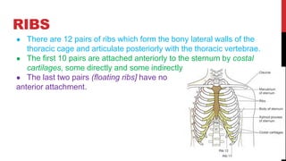 Axial skeleton ANATOMY AND PHYSIOLOGY | PPTX