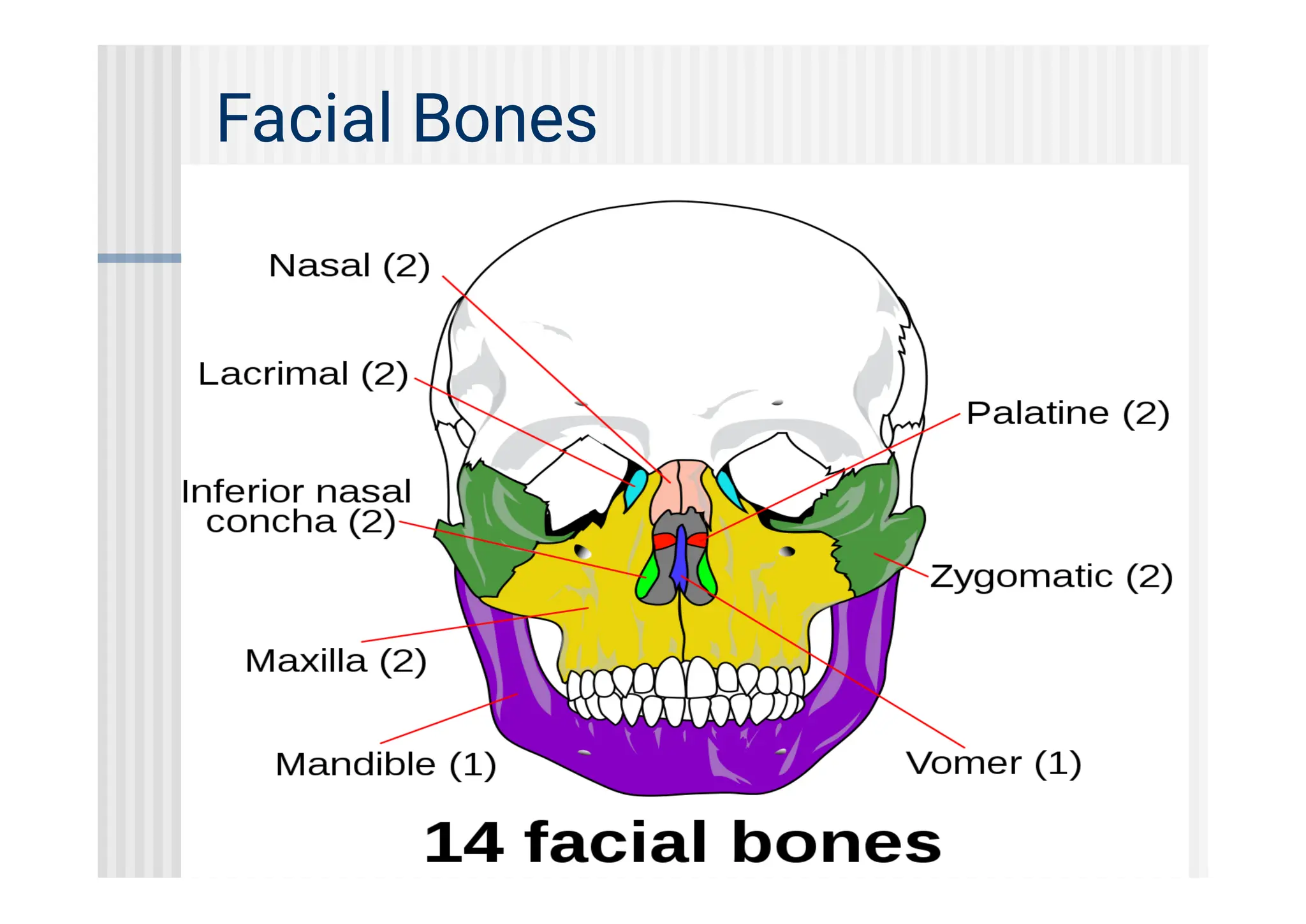 axial skeleton human anatomy. Mbbs....pdf
