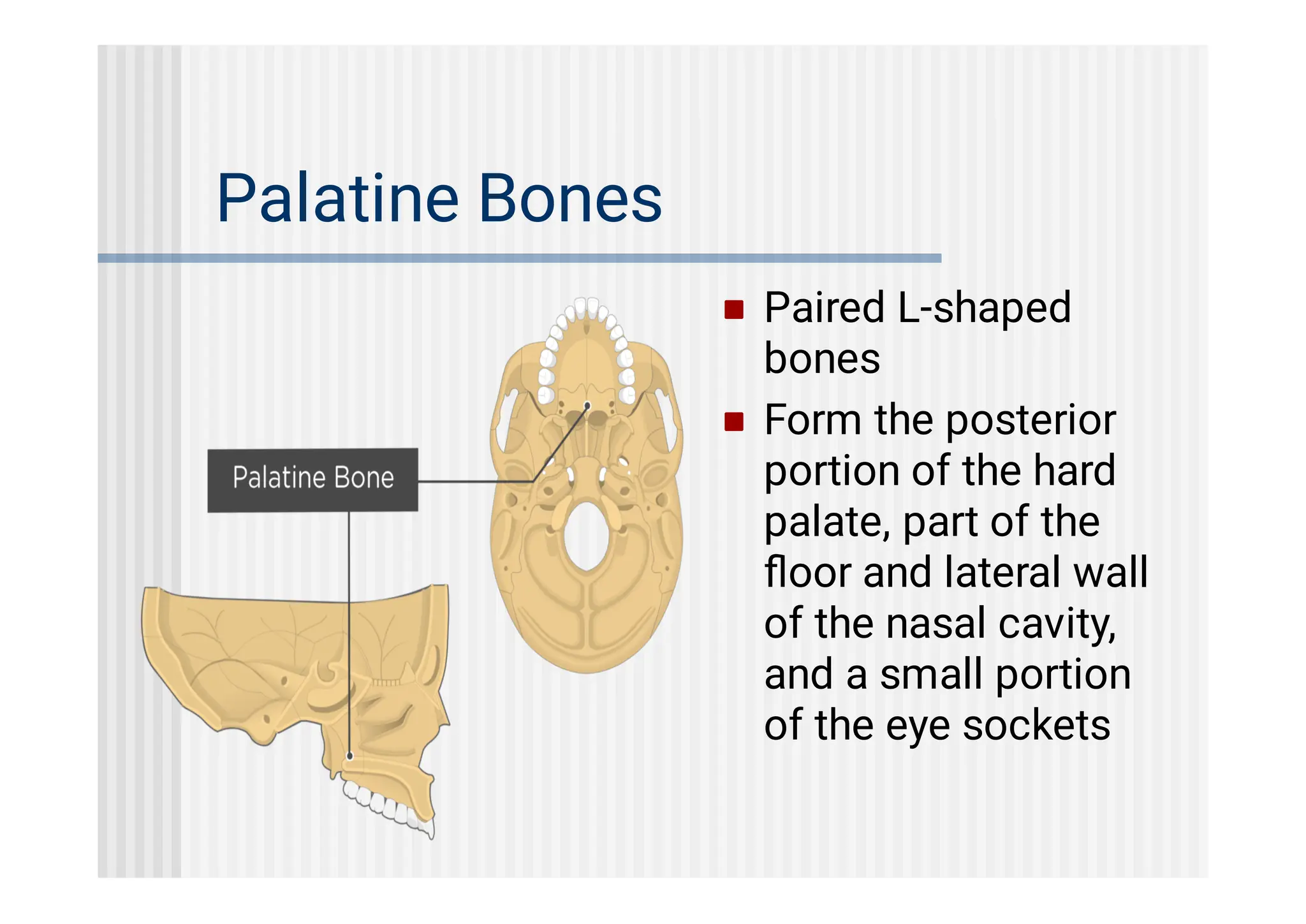 axial skeleton human anatomy. Mbbs....pdf