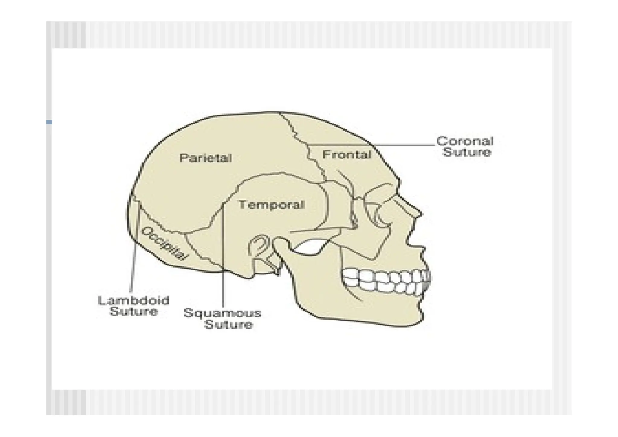 axial skeleton human anatomy. Mbbs....pdf