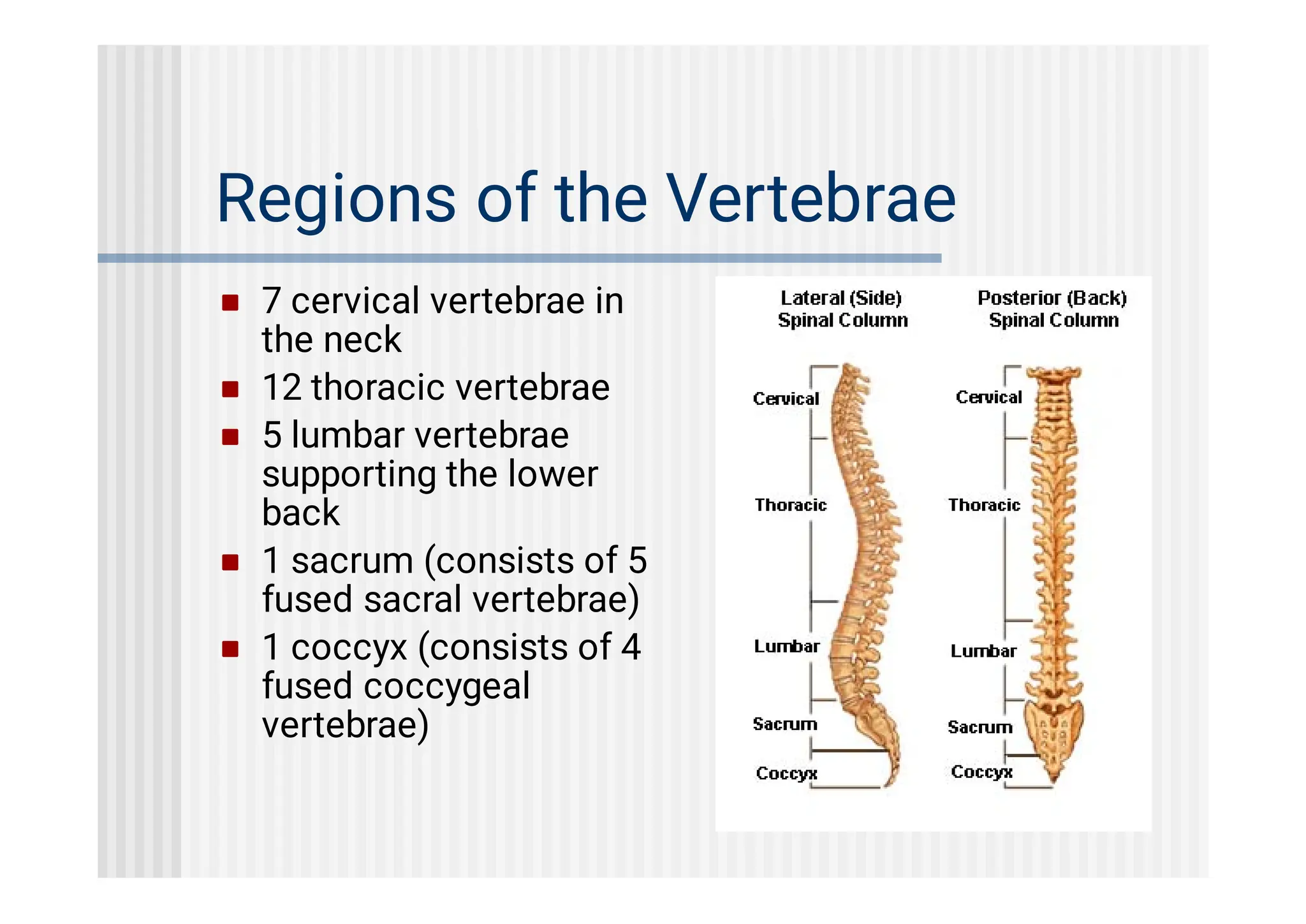 axial skeleton human anatomy. Mbbs....pdf
