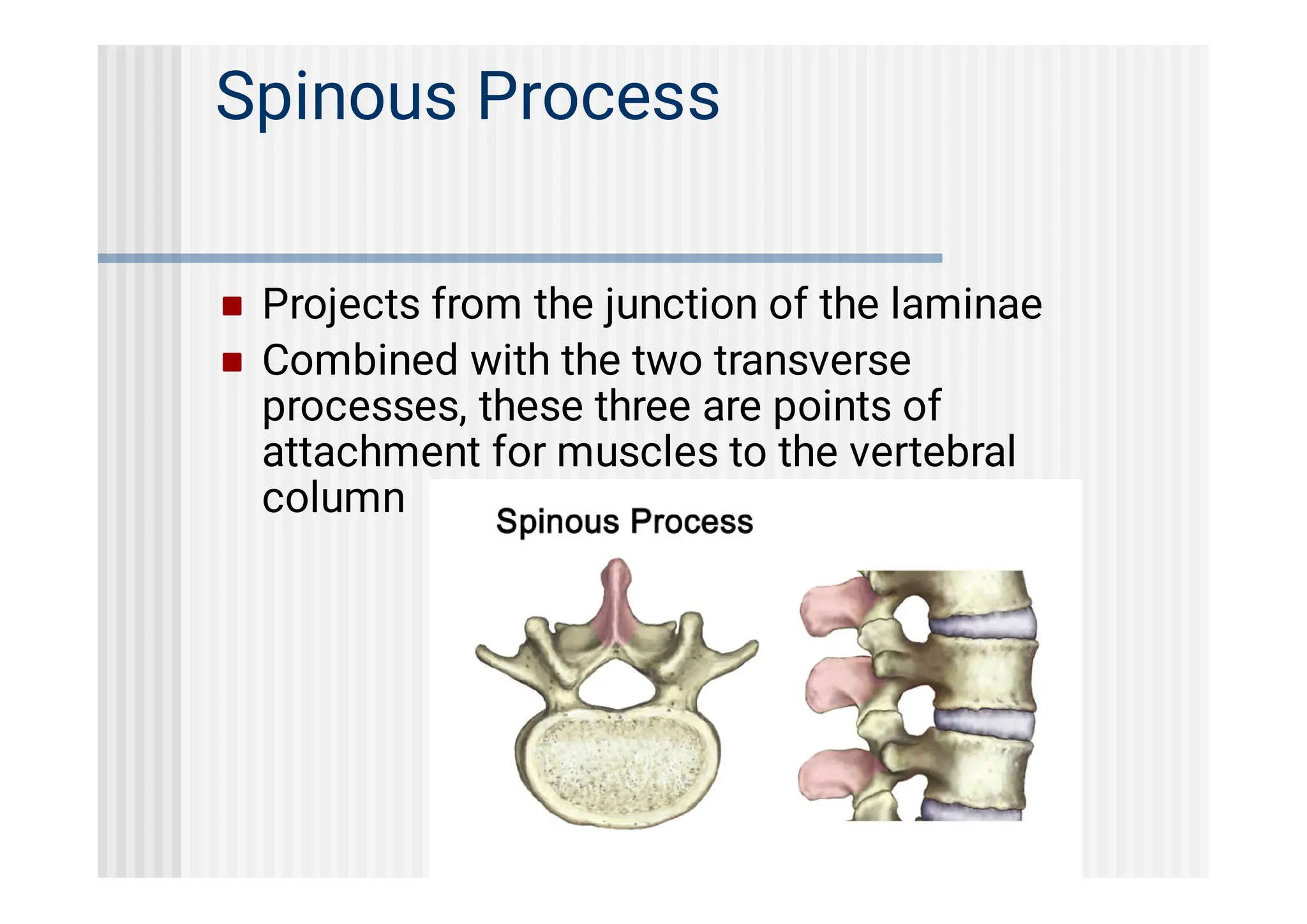 axial skeleton human anatomy. Mbbs....pdf