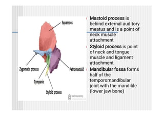 axial skeleton human anatomy. Mbbs....pdf