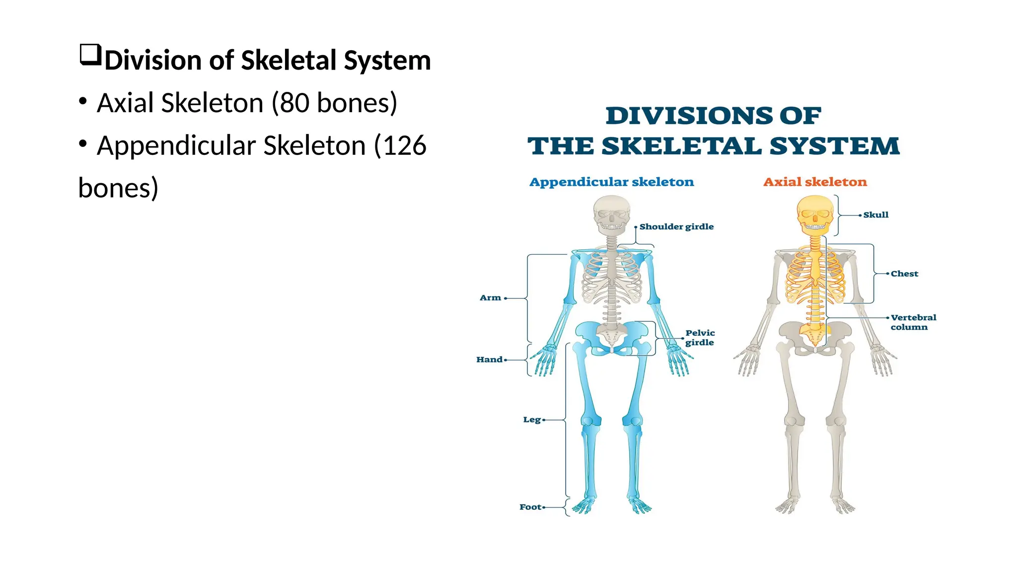 Axial Skeleton, Skeletal system, Types of bone | PPTX