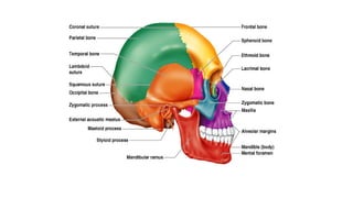 Axial Skeleton, Skeletal system, Types of bone | PPTX