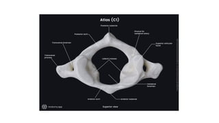 Axial Skeleton, Skeletal system, Types of bone | PPTX