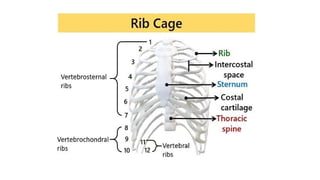 Axial Skeleton, Skeletal system, Types of bone | PPTX