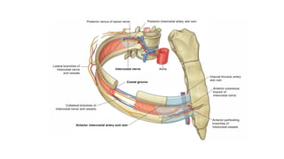 Axial Skeleton, Skeletal system, Types of bone | PPTX