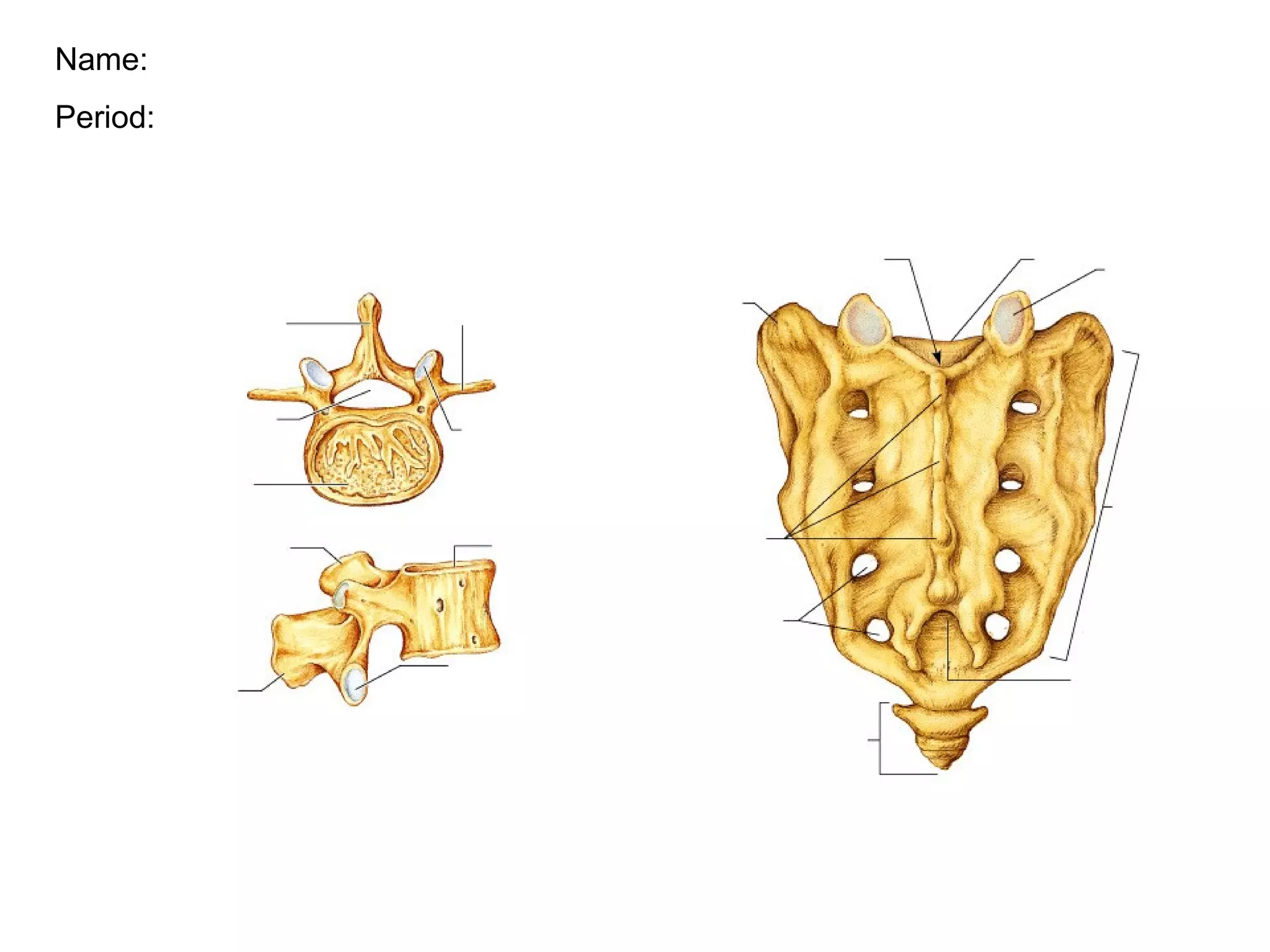 Axial Skeleton Lab Ppt