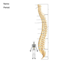 Axial skeleton lab | PPT