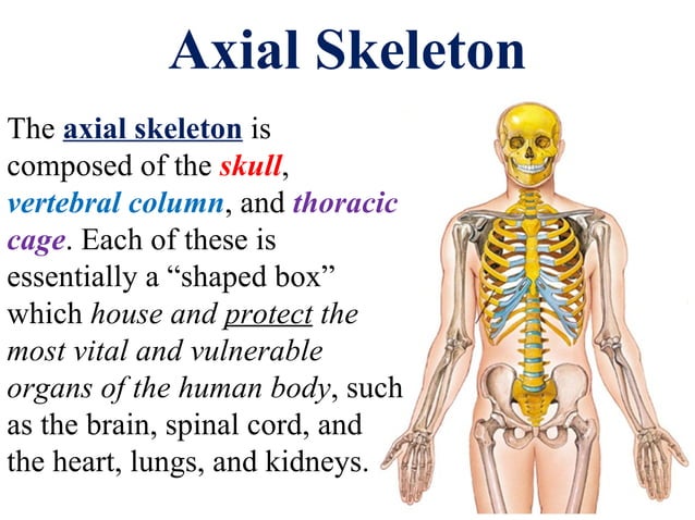 Axial skeleton parts 1 2 | PPT