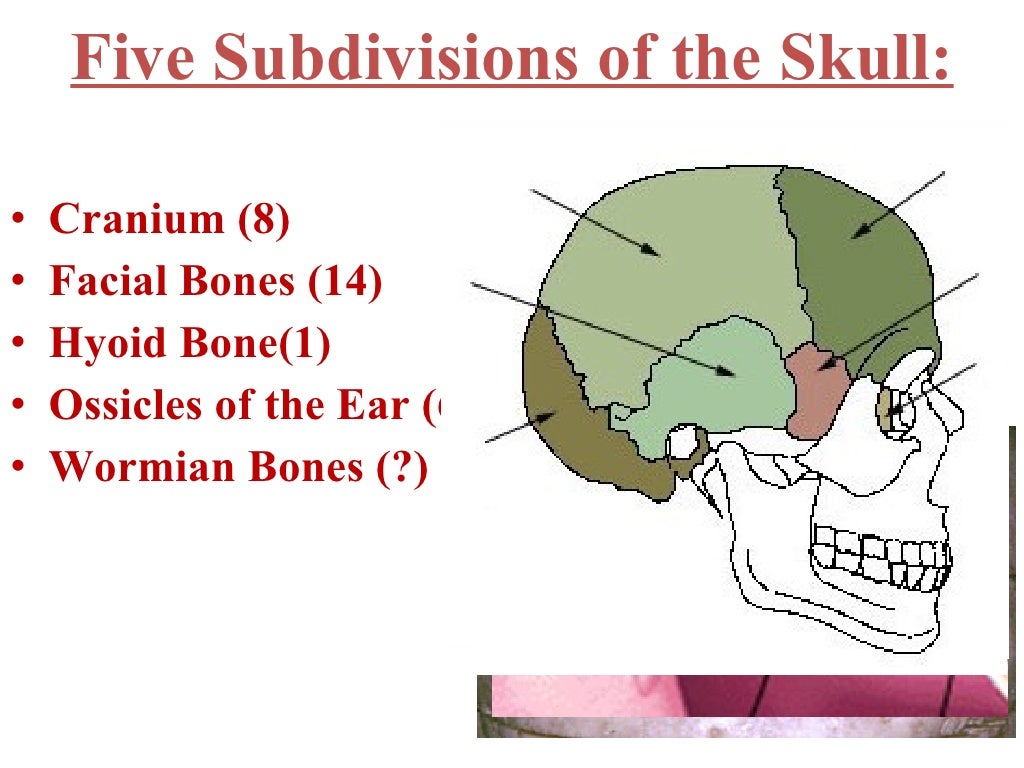 Axial Definition Anatomy