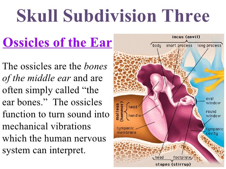 Axial skeleton parts 3 5