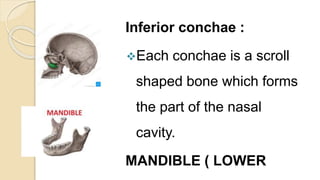 AXIAL SKELETON PPT by 4th year bsc nursing | PPT