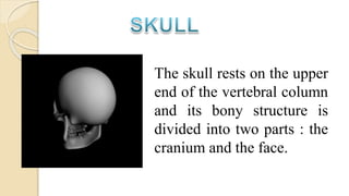 AXIAL SKELETON PPT by 4th year bsc nursing | PPT