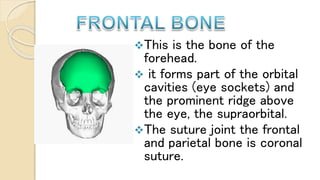 AXIAL SKELETON PPT by 4th year bsc nursing | PPT