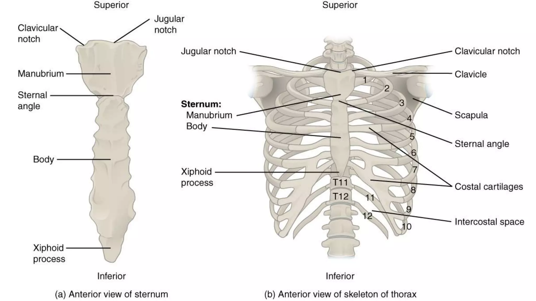 Axial skeleton, vertebrae and thorax | PPT