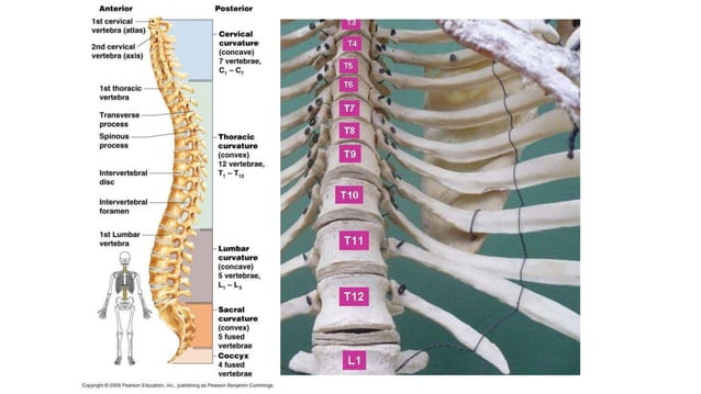 Axial skeleton, vertebrae and thorax | PPTX