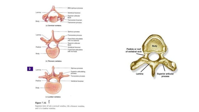 Axial skeleton, vertebrae and thorax | PPTX