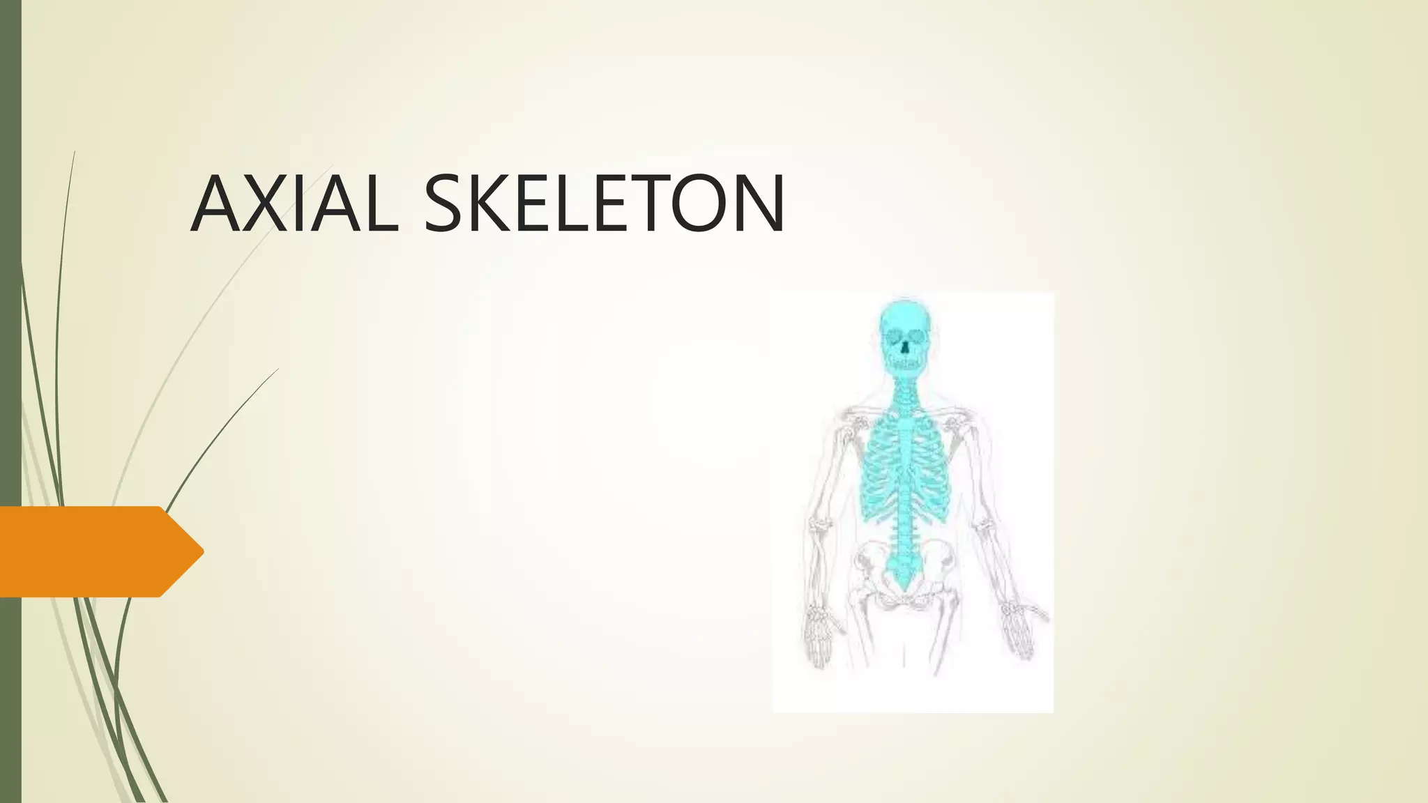 Axial skelton.ppt