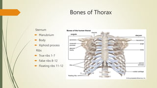 Axial skelton.ppt