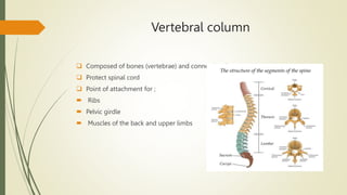 Axial skelton.ppt